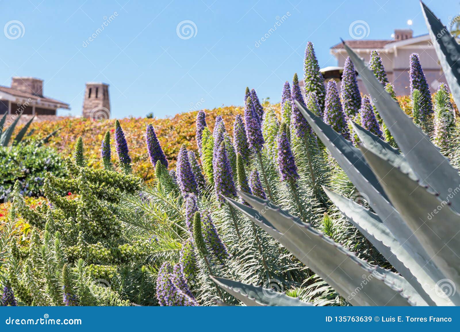 The Flora of California stock image. Image of botanical - 135763639
