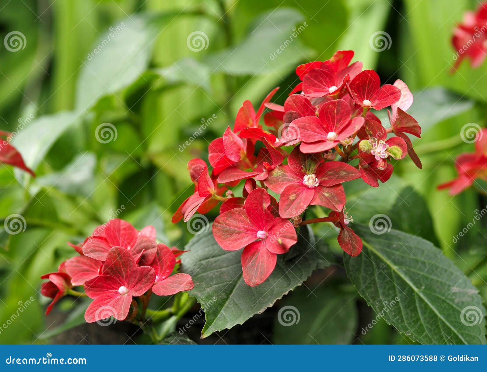 Beautiful Variety of Red Hydrangea Macrophila Stock Photo - Image of ...