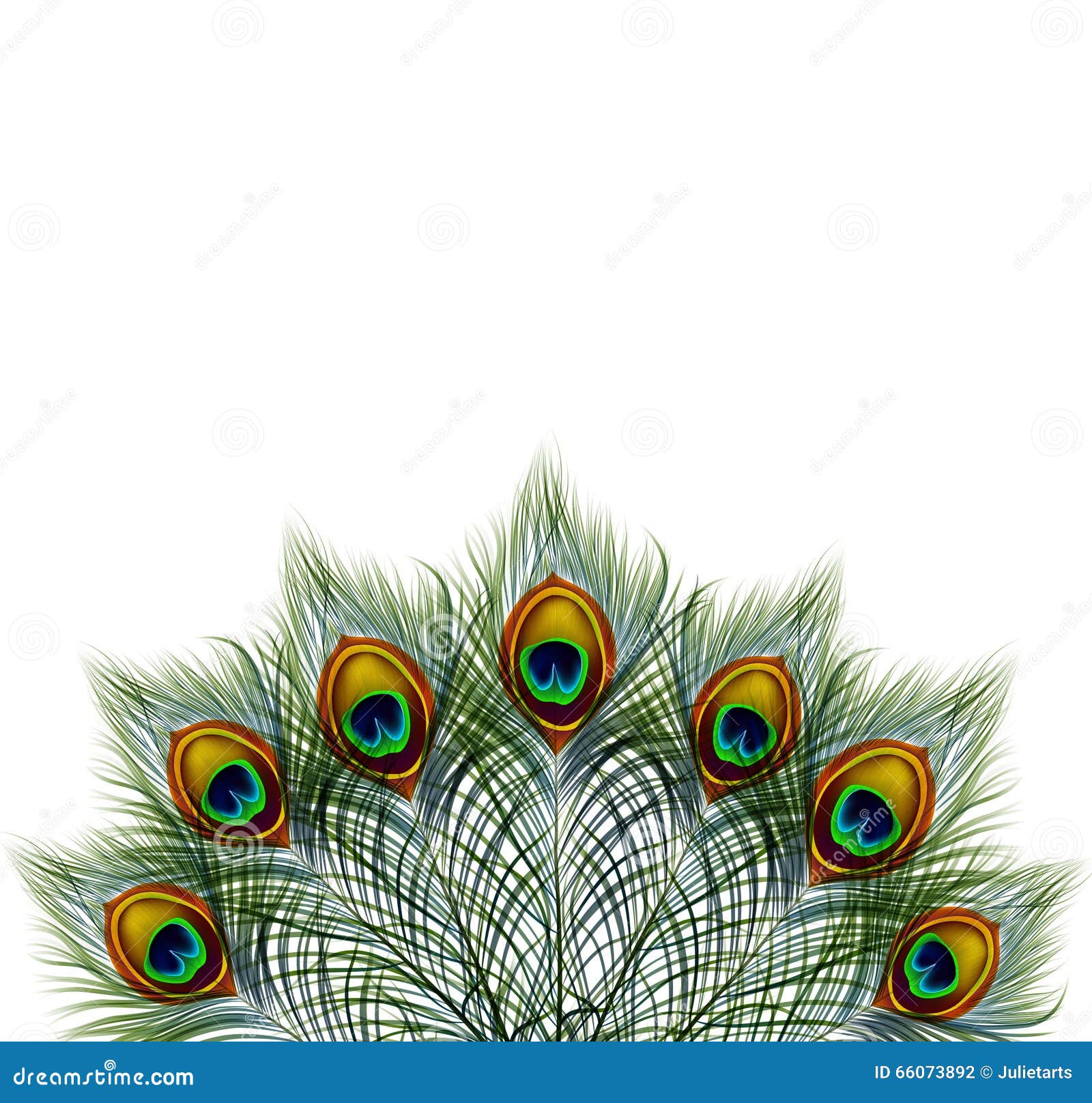 Peacock Feathers Stock Illustrations 7 054 Peacock Feathers Stock