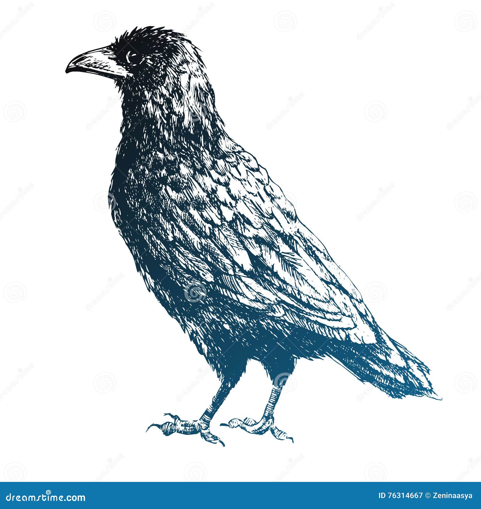 Beautiful vector raven stock vector. Illustration of crow - 76314667