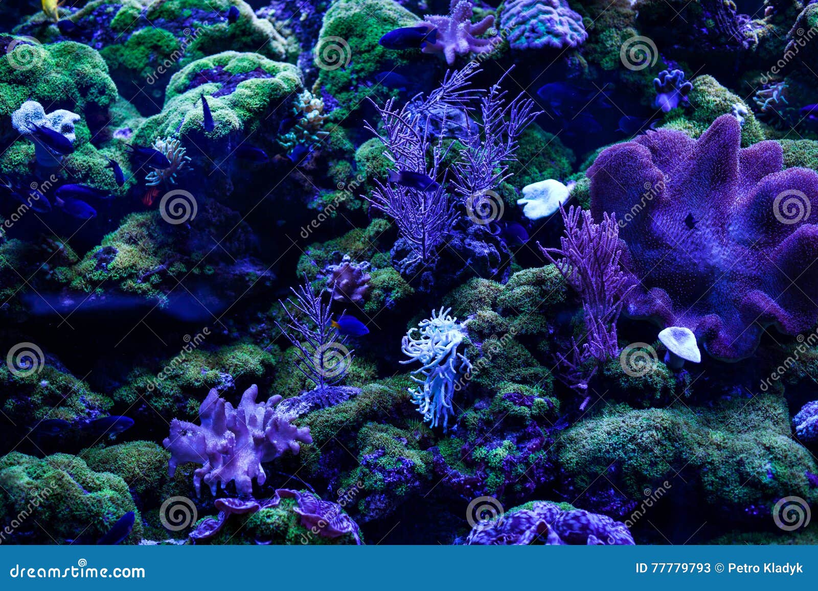 Beautiful Vegetation on the Bottom of the Ocean. Stock Image - Image of ...