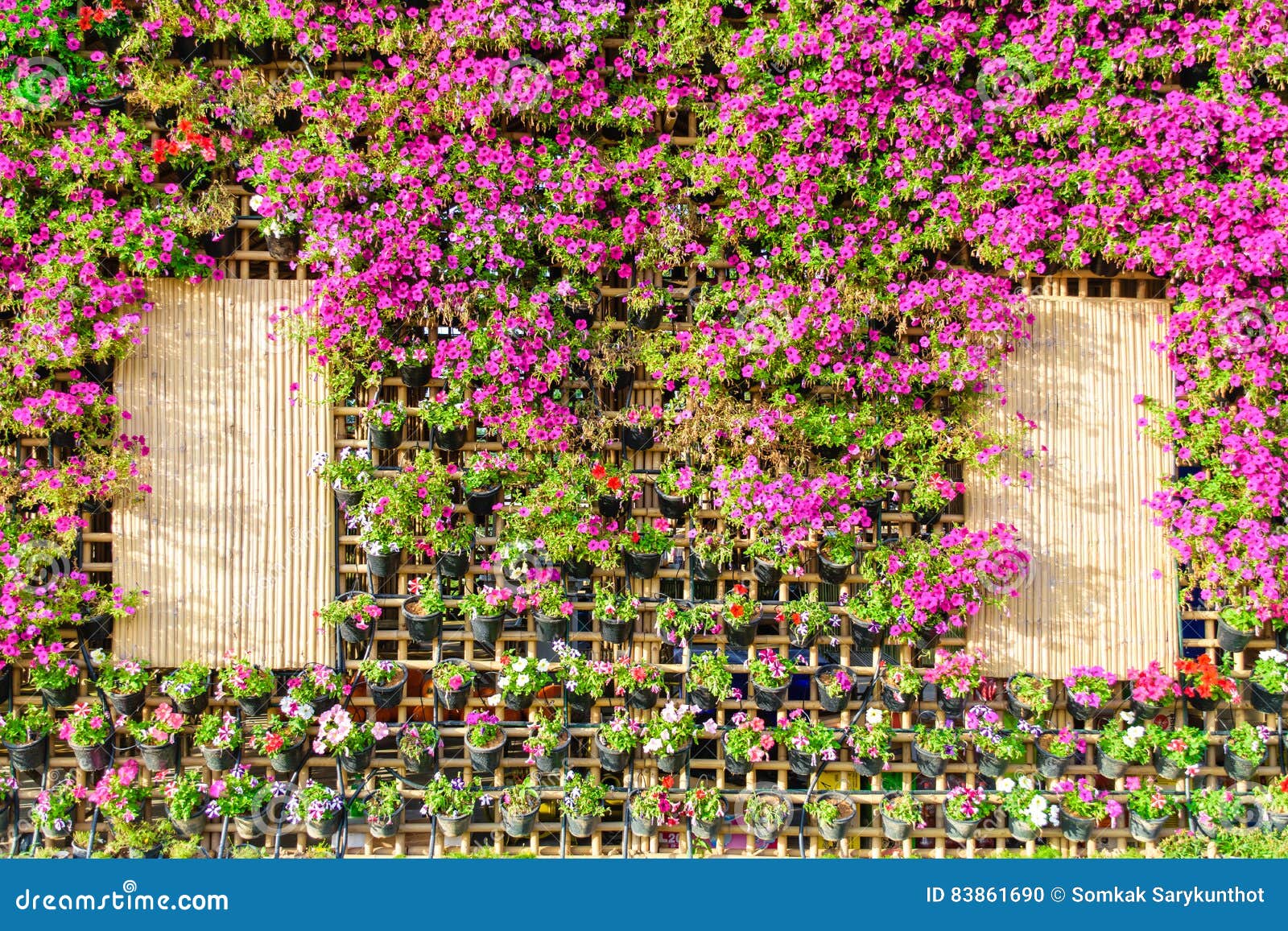 Beautiful vertical garden stock photo. Image of home - 83861690