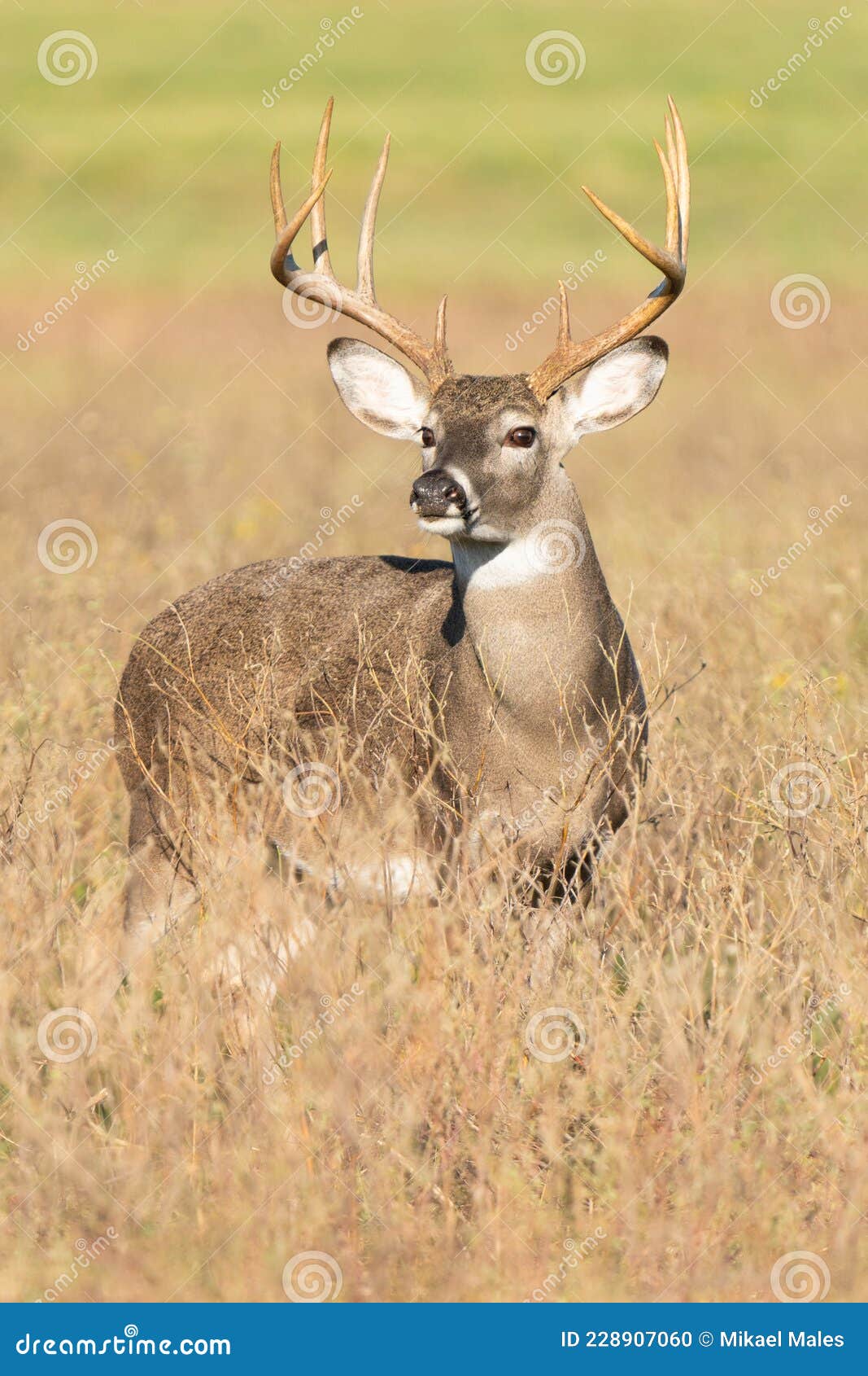 A Beautiful Vertical Portrait of Ten Point Buck Stock Photo - Image of ...