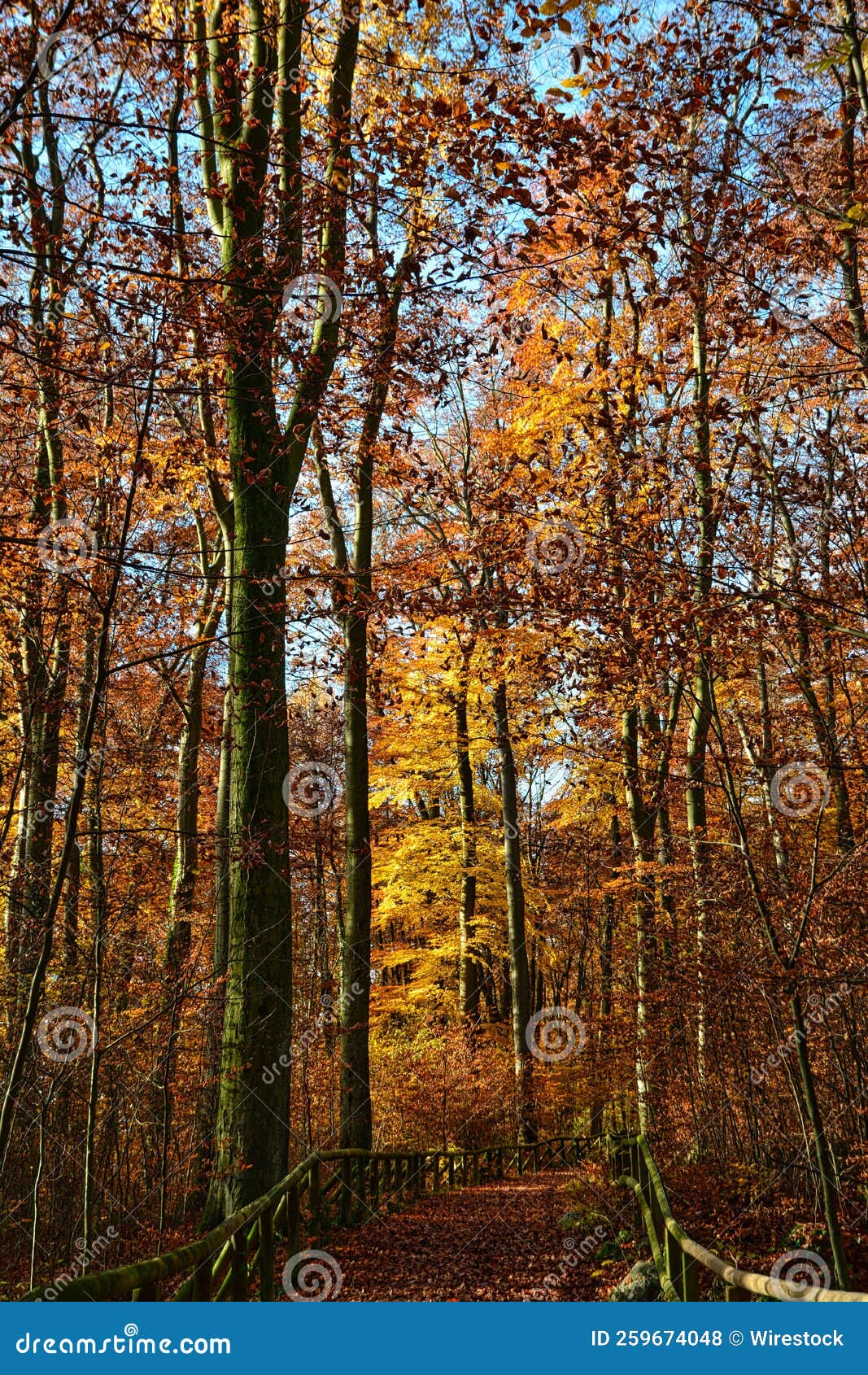 Beautiful Vertical Shot of a Felsenmeer Forest during Fall Time Stock ...