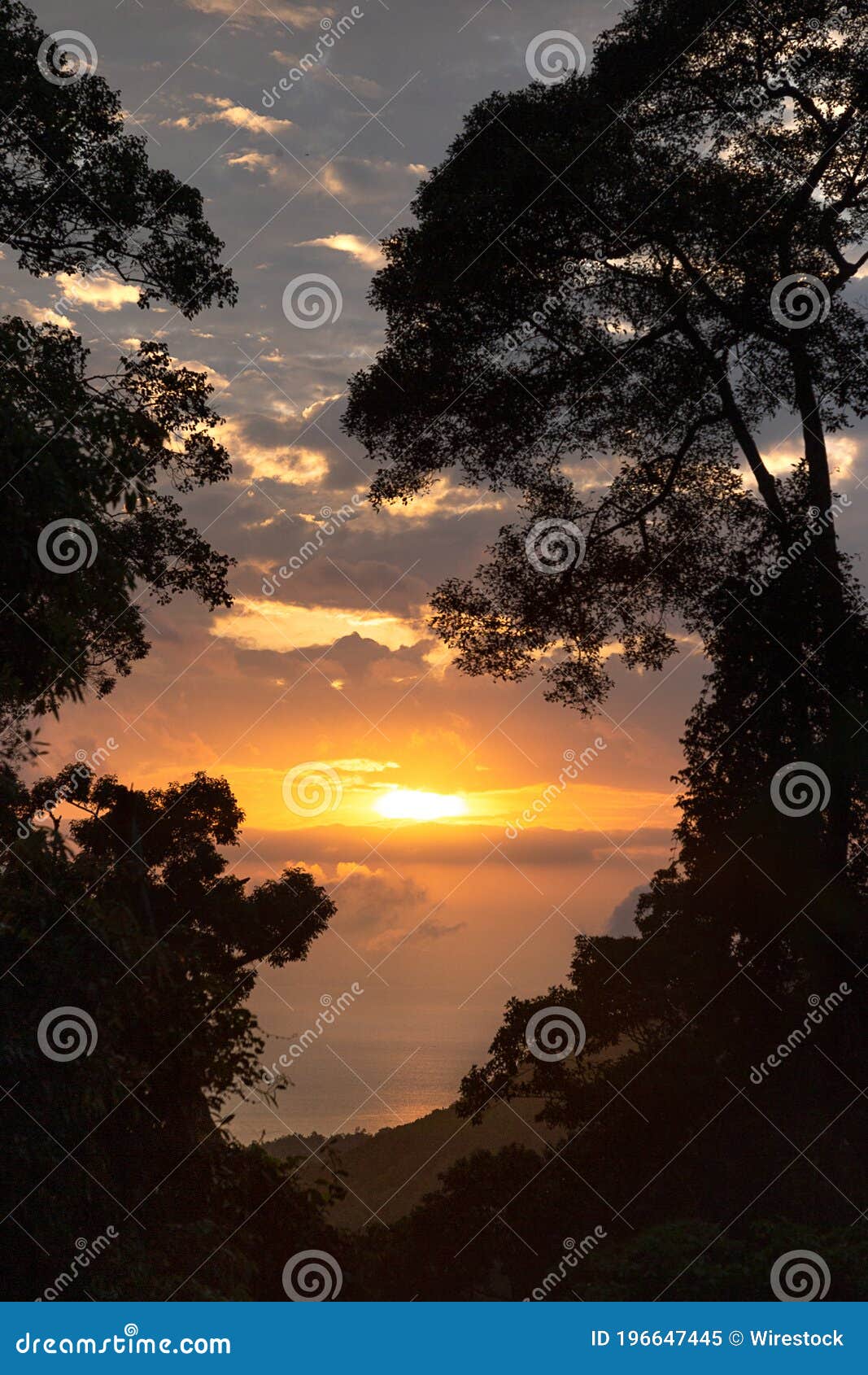 Beautiful Vertical Shot of Sunset between Trees Stock Image - Image of ...