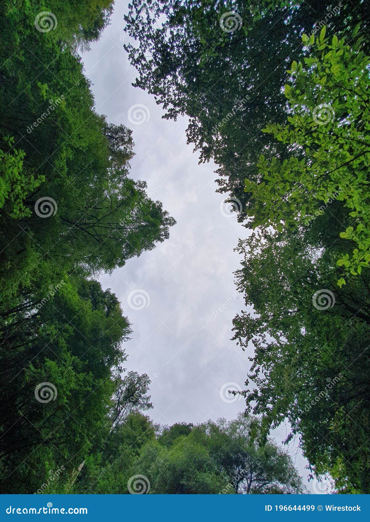 Beautiful Vertical Shot from Underneath of a Cloudy Weather Stock Image ...
