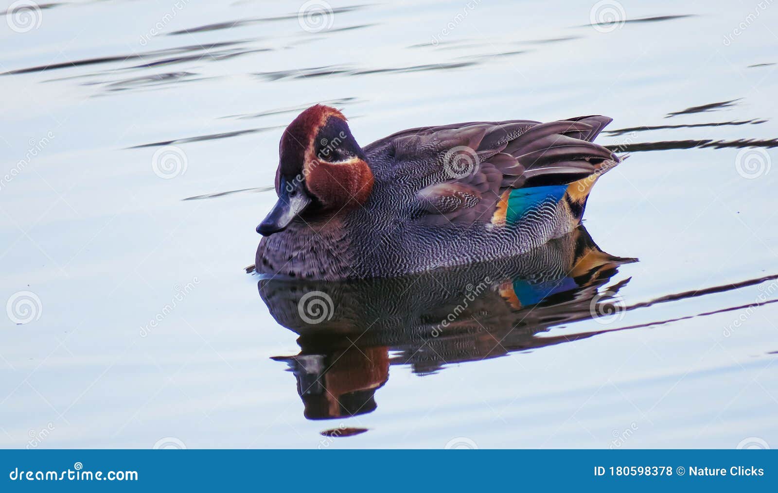 A Beautiful Very Rare Duck in the Lake. Stock Photo - Image of rare ...