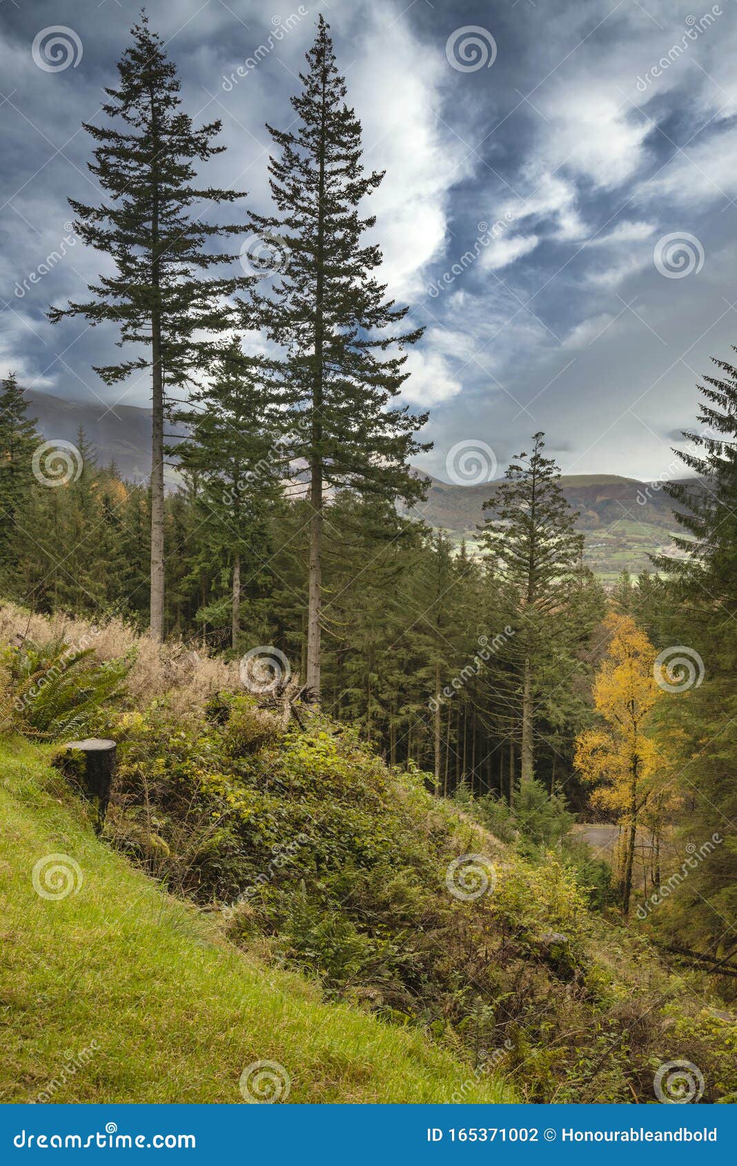 Beautiful Vibrant Autumn Fall Landscape of Larch Tree and Pine Tree ...