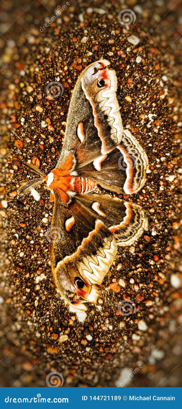 Beautiful Vibrant Colored Moth Outdoors during Spring in Texas Stock ...