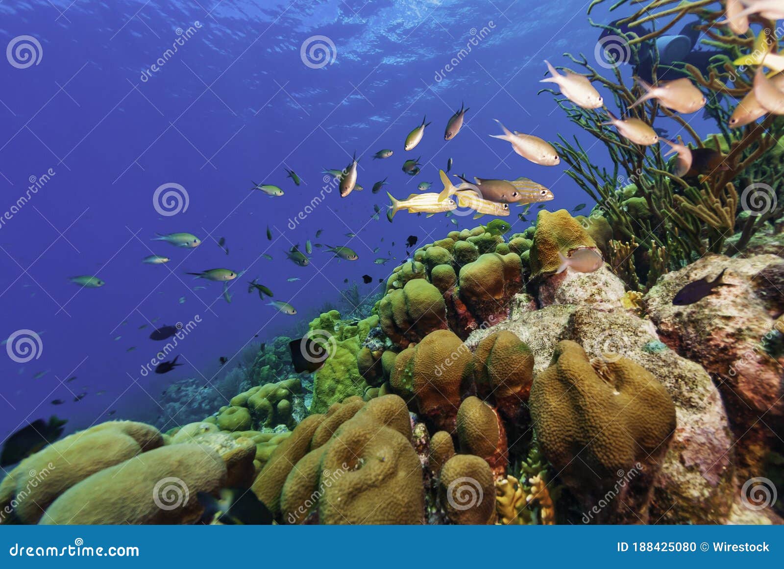 Beautiful Vibrant Coral Reef with Schooling Fish Stock Photo - Image of ...