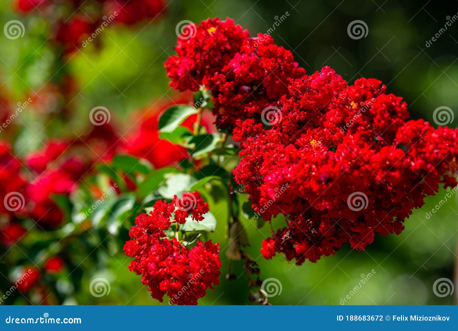 Beautiful Vibrant Red Flowers in Full Bloom Stock Photo - Image of tree ...