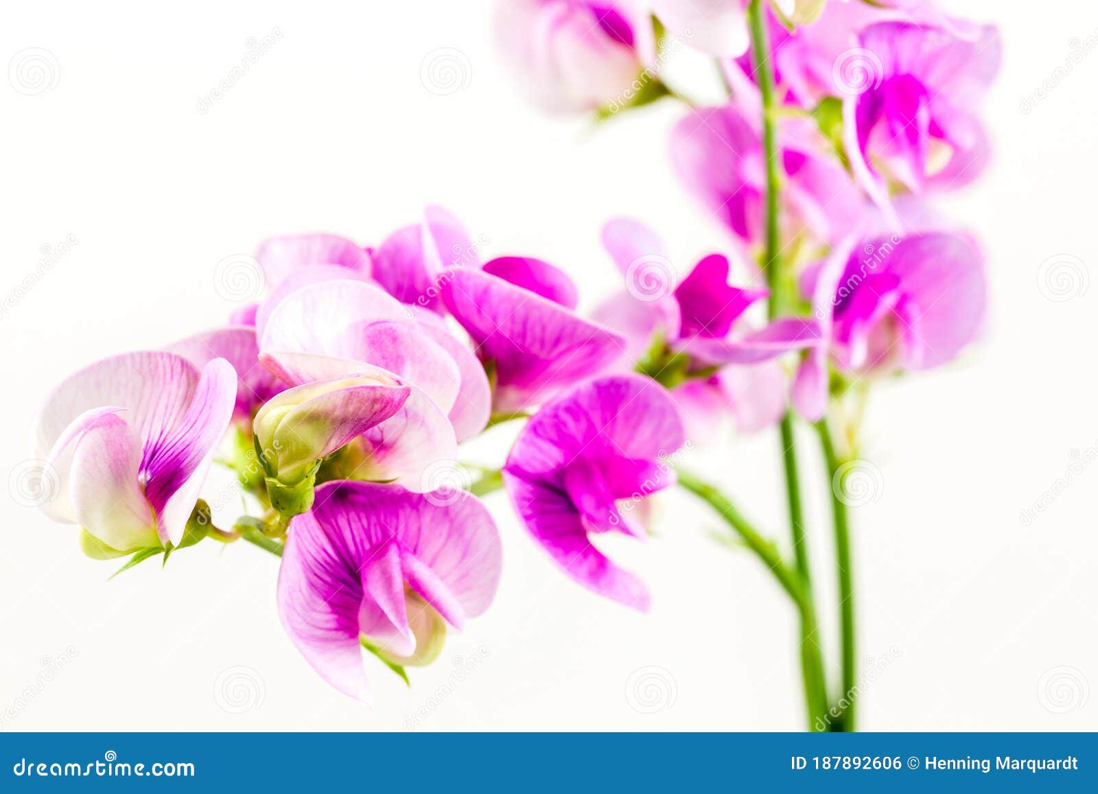 Beautiful Vicia Flower Isolated on White Background Stock Photo - Image ...