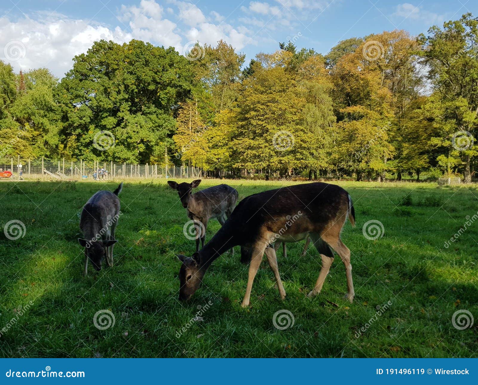 Beautiful View of the Adorable Brown Deer in the Meadow Stock Image ...