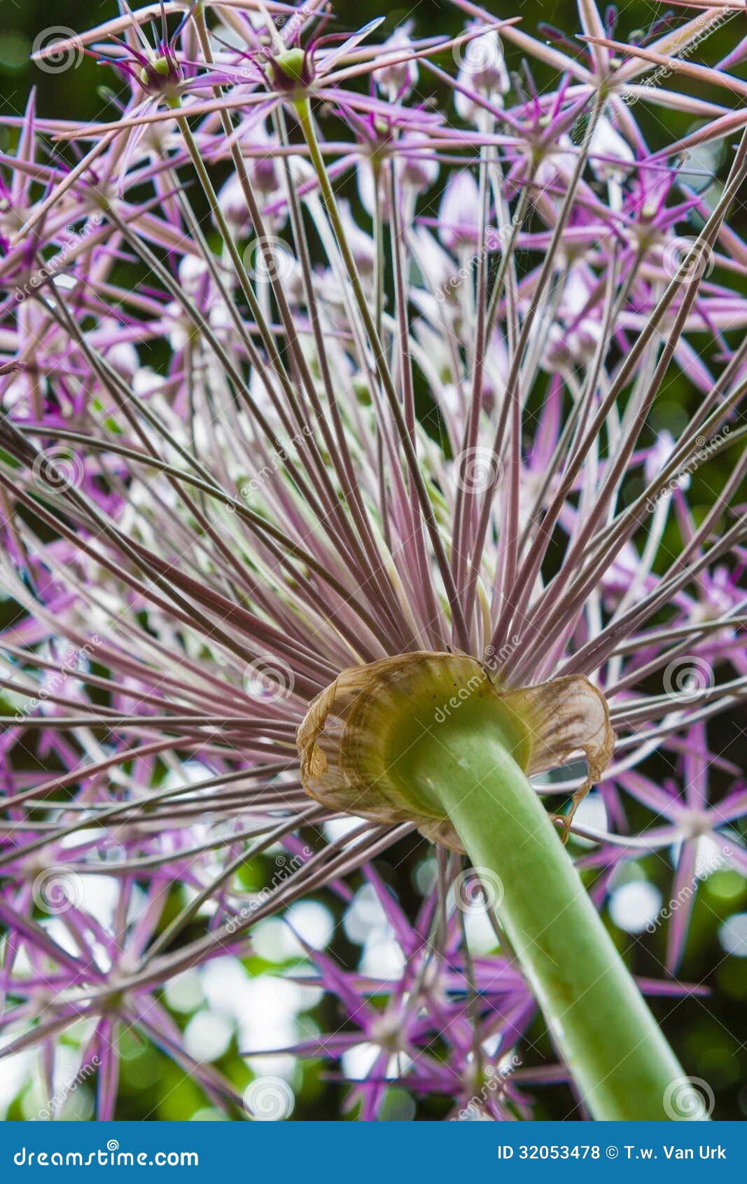 Allium Plan Stock Photos - Free & Royalty-Free Stock Photos from Dreamstime