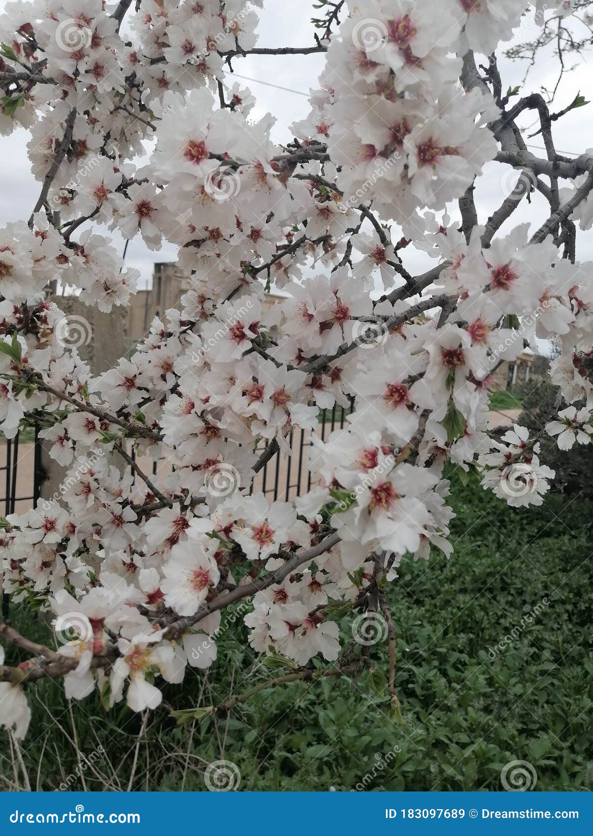 A Beautiful View of Almond Tree during Spring Time Stock Image - Image ...