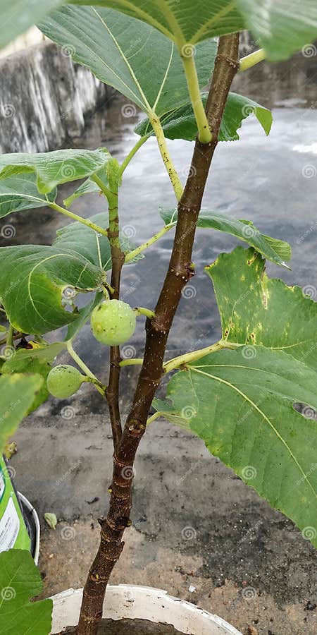 Beautiful View of Anjeer Fruit Tree Stock Image - Image of view, tree ...