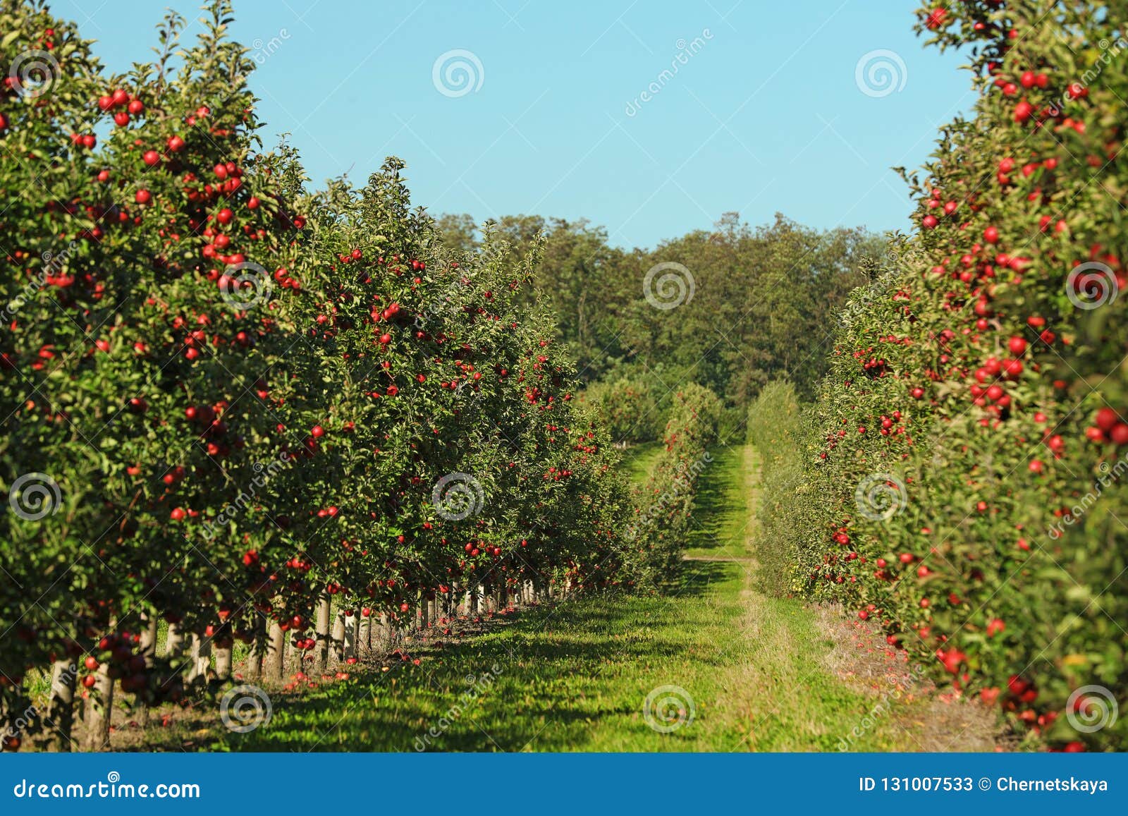 253 Beautiful View Apple Orchard Row Stock Photos - Free & Royalty-Free ...