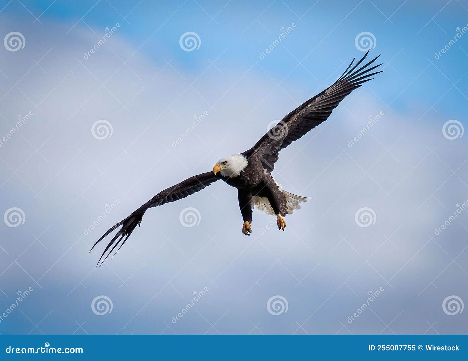 Beautiful View of a Bald Eagle Captured in Movement Stock Image - Image ...