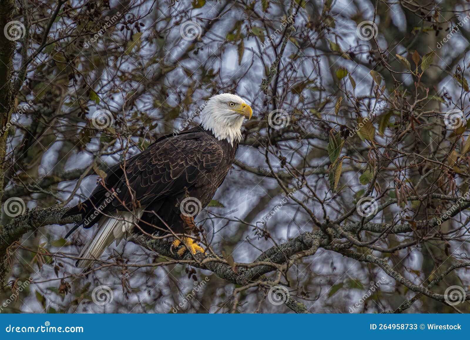 Beautiful View of a Bald Eagle on a Tree Branch Stock Image - Image of ...