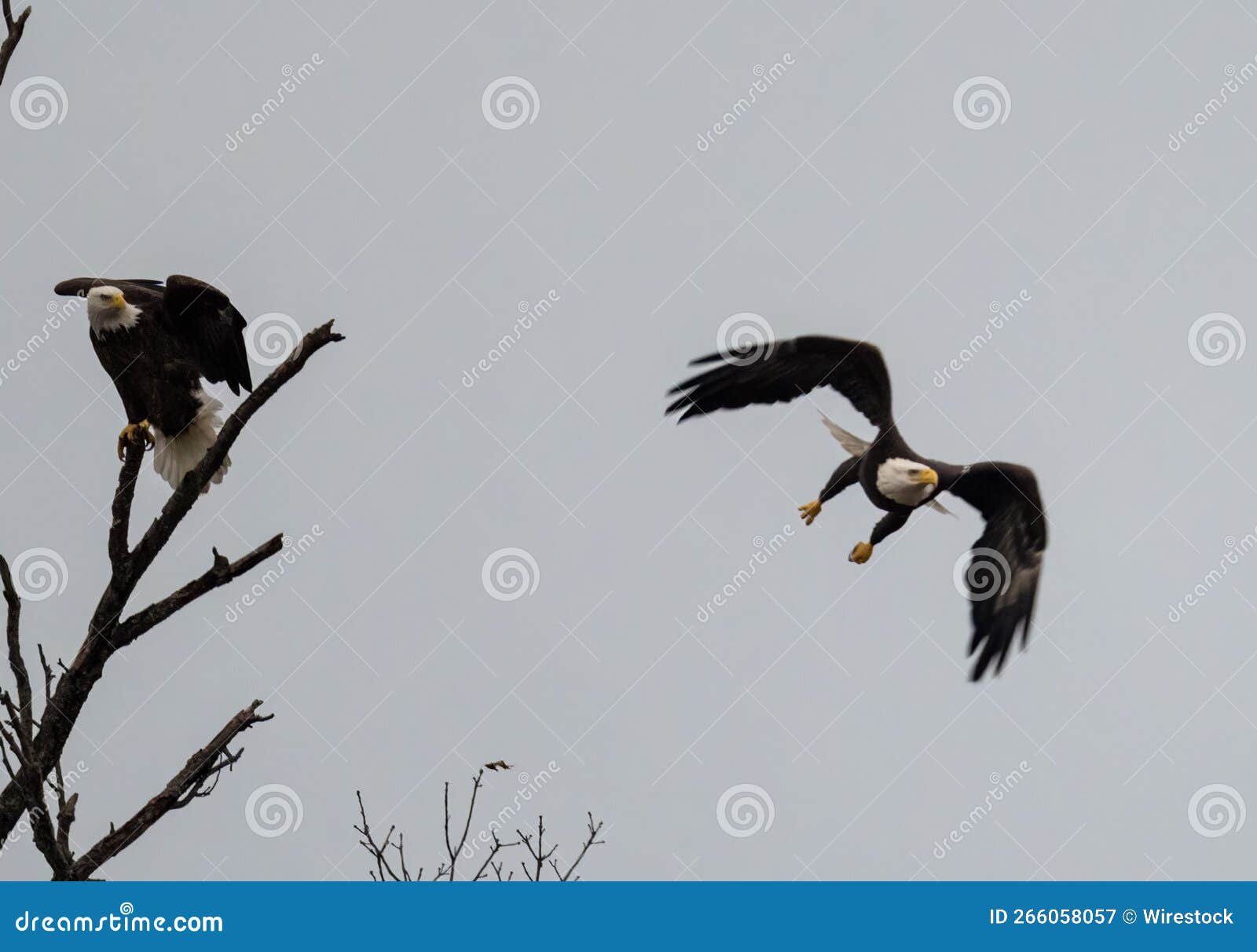 Beautiful View of the Bald Eagles in Flight Stock Image - Image of bald ...