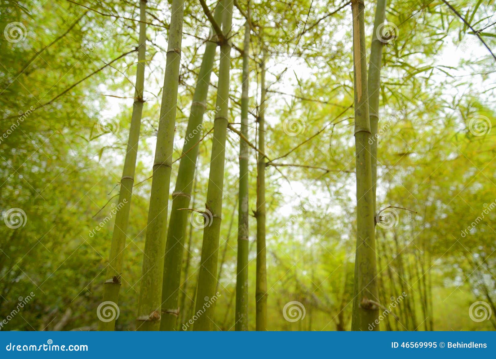 Beautiful View in Bamboo Forest Stock Image - Image of green, freshness ...