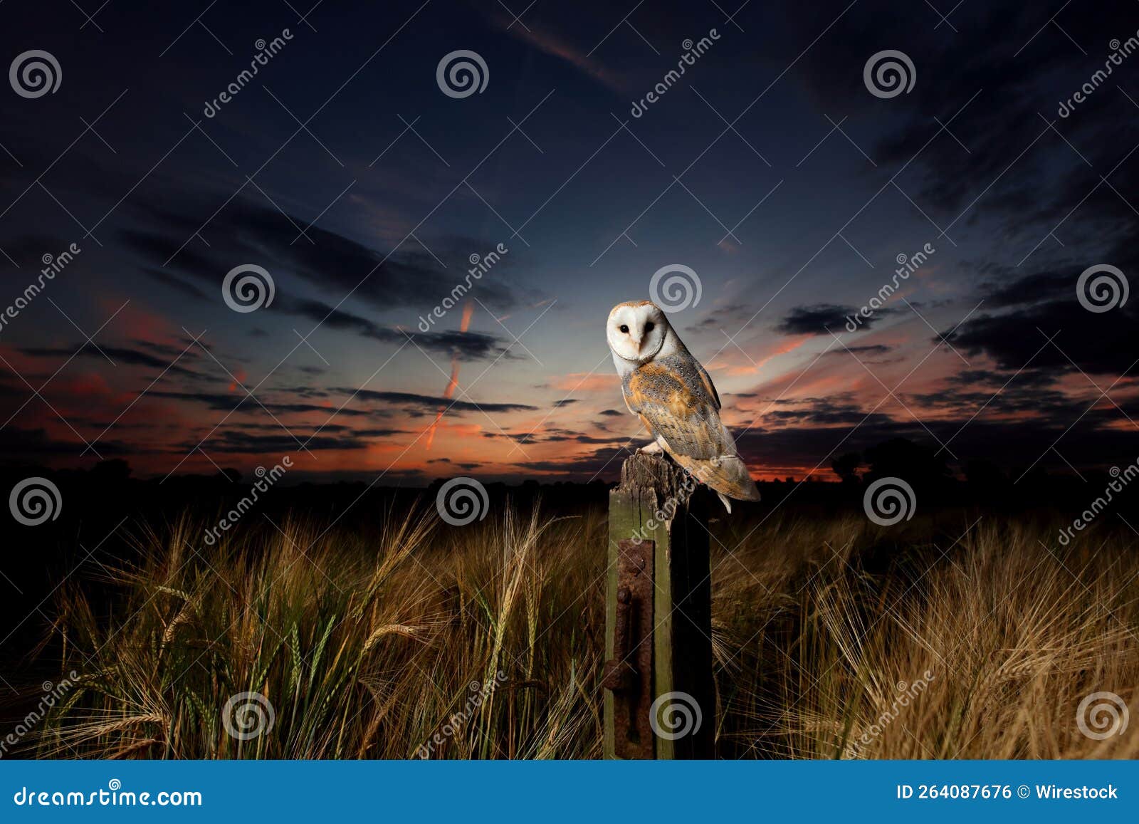 Beautiful View of a Barn Owl in the Field during Sunset Stock Photo ...