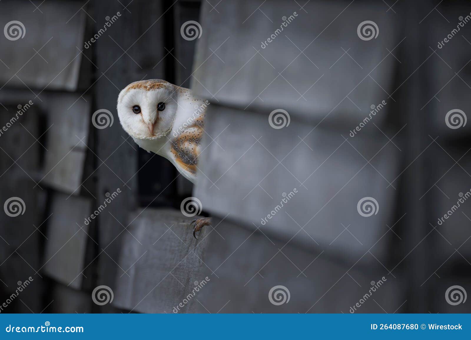 Beautiful View of a Barn Owl Looking at the Camera Stock Photo - Image ...
