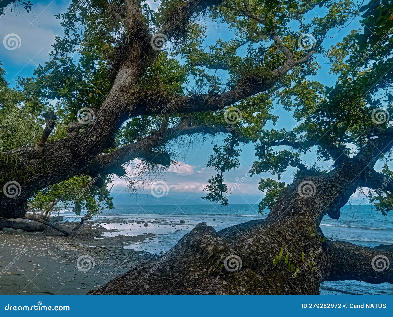 Beautiful View of the Beach Where There are Big Shady Trees Stock Photo ...