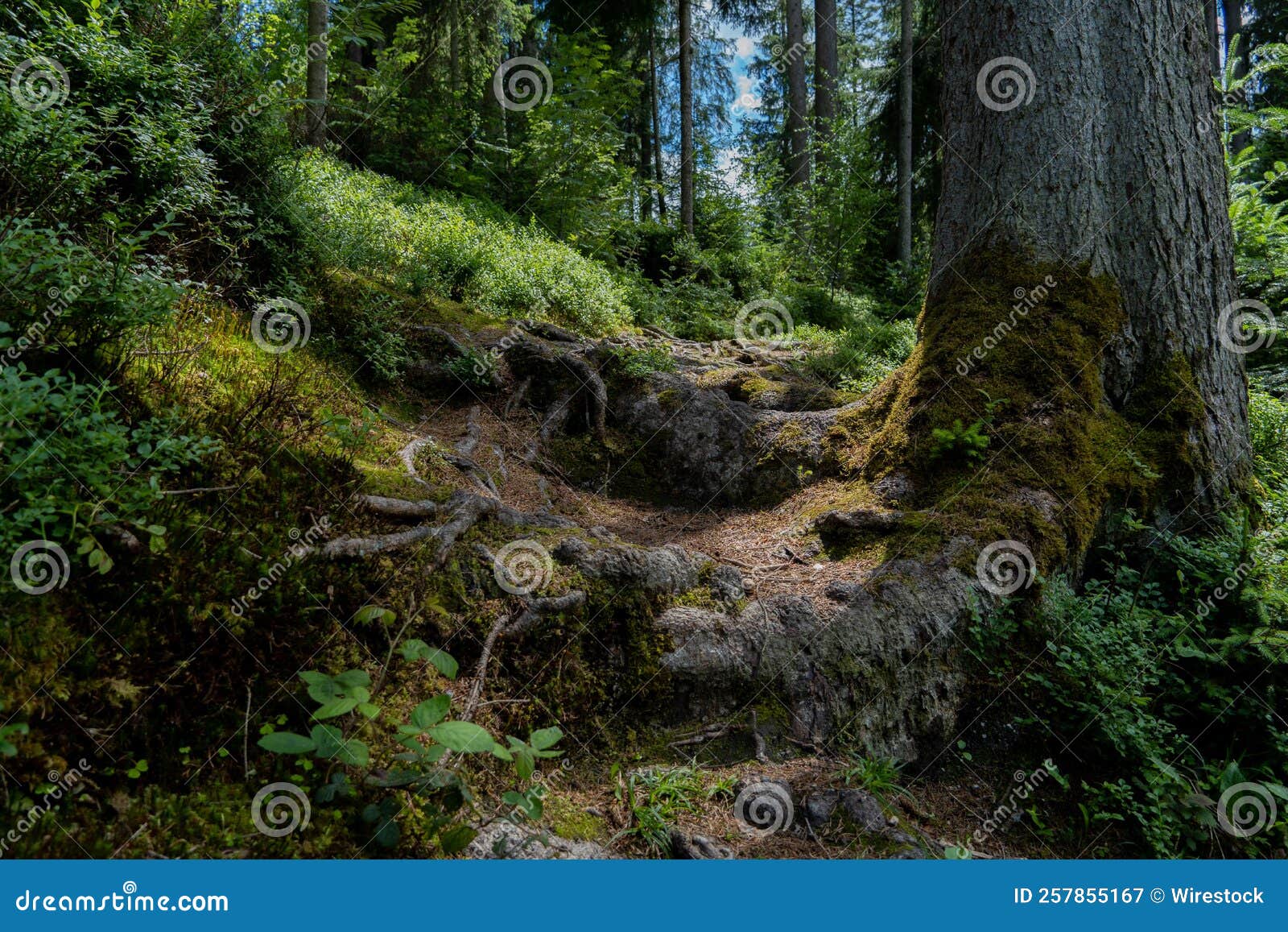 Beautiful View of a Big Tree and Its Roots in the Forest Stock Image ...