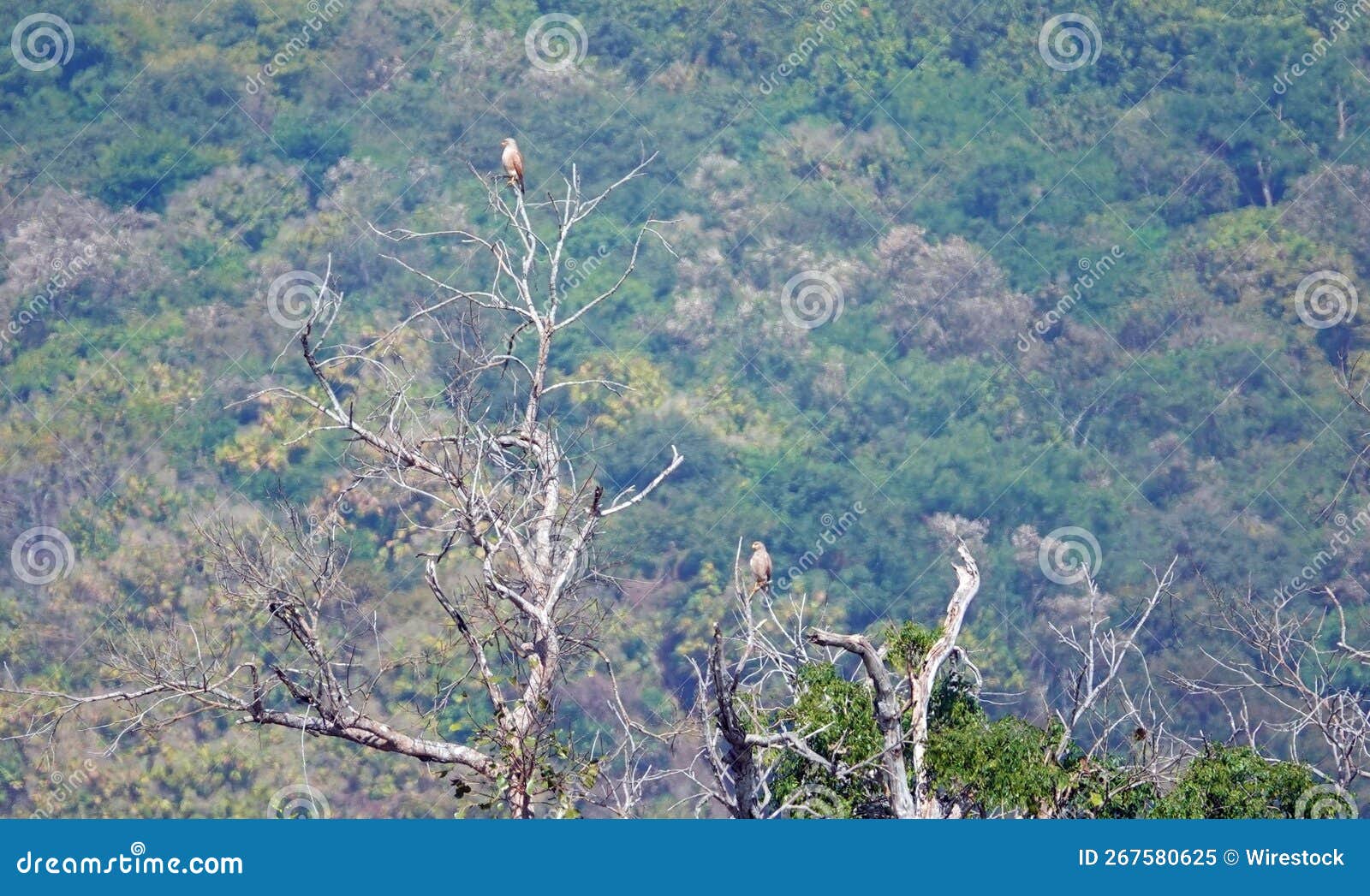 Beautiful View of Birds Perched on Trees Stock Image - Image of ...