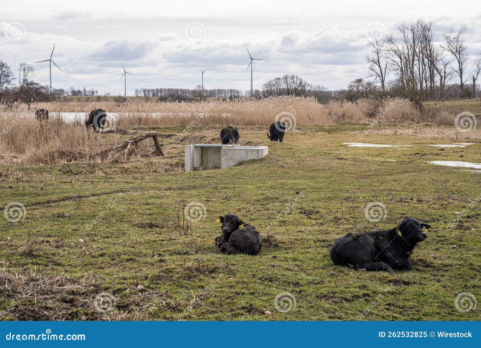 Beautiful View of Black Calves in the Pasture Stock Image - Image of ...