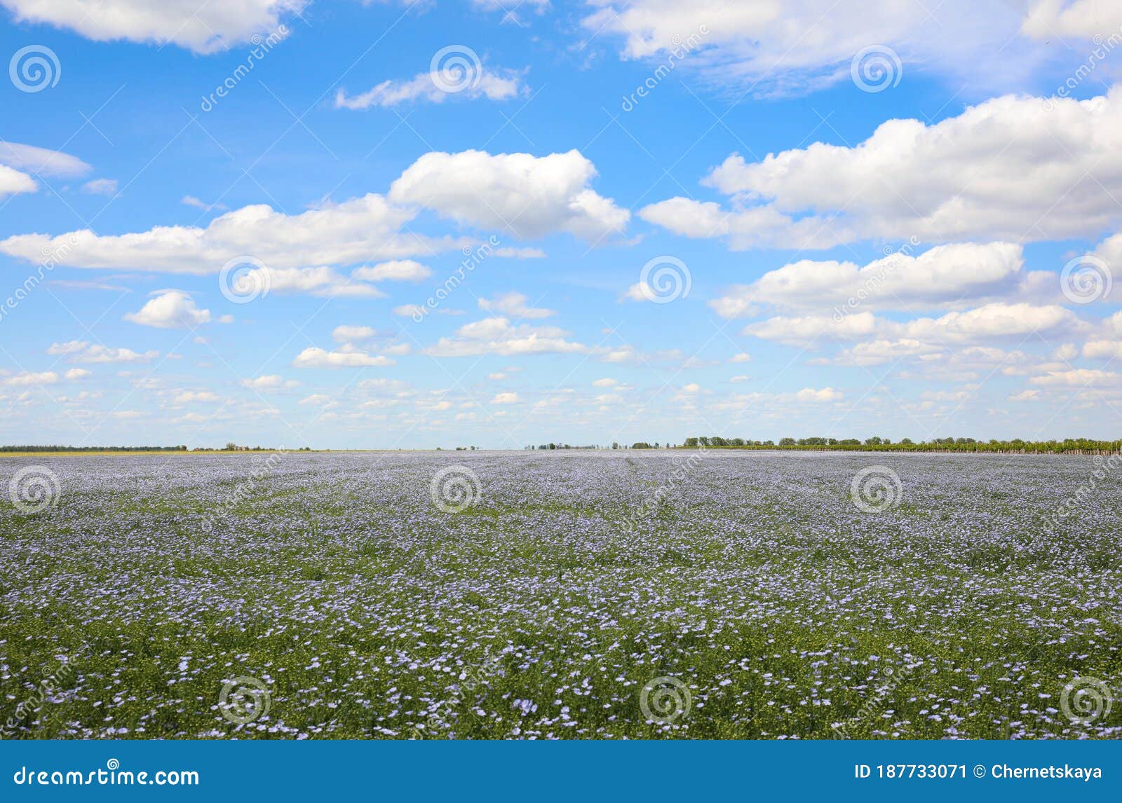 View of Blooming Flax Field on Summer Day Stock Image - Image of grow ...