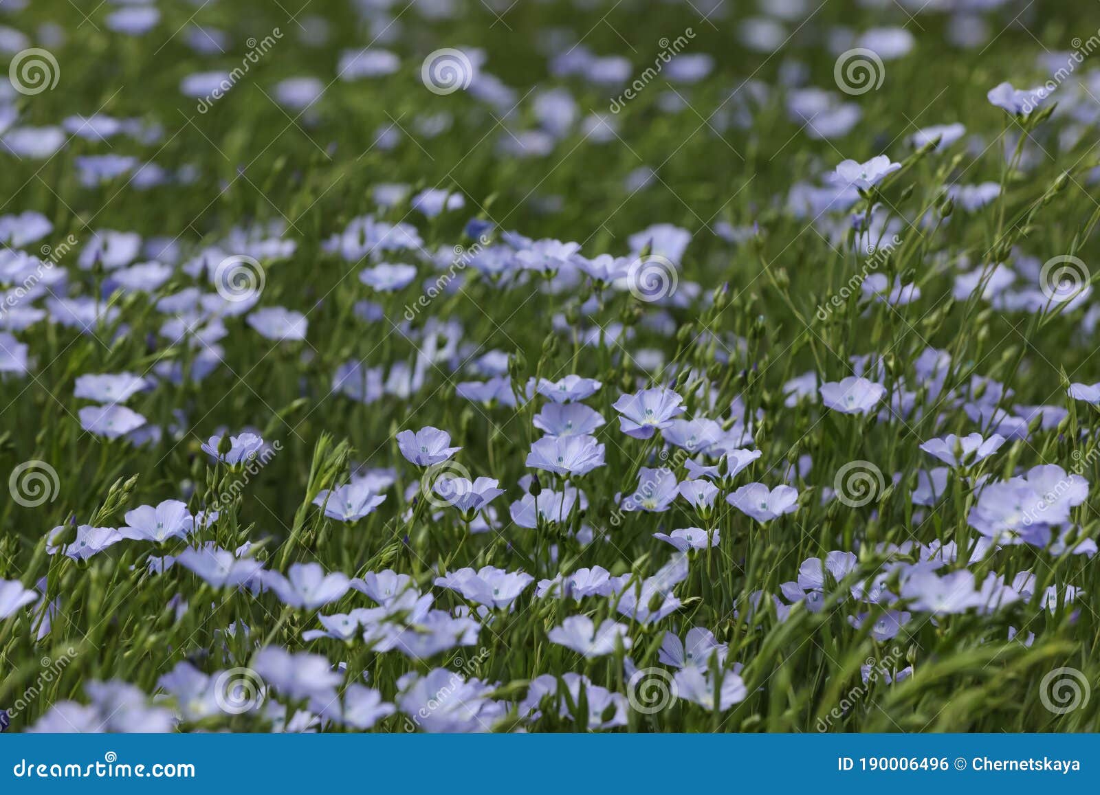 View of Blooming Flax Field on Summer Day Stock Photo - Image of blue ...