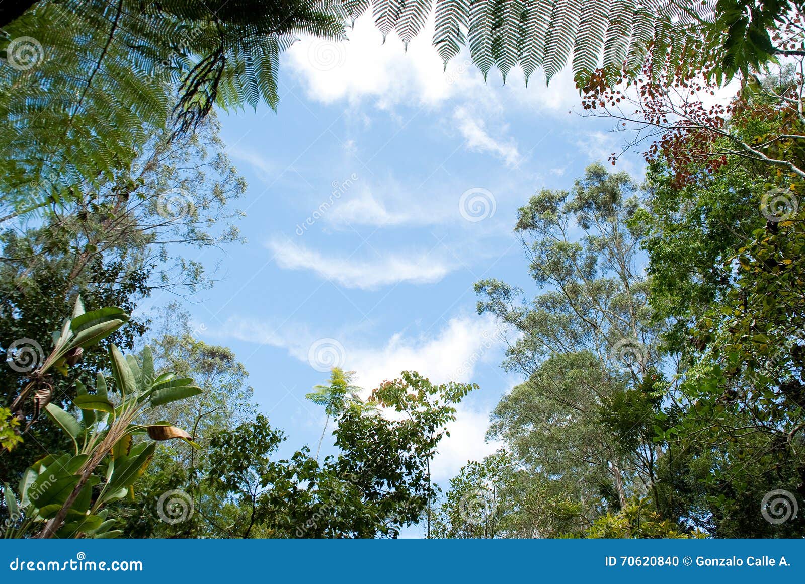Beautiful View of the Blue Sky through the Trees Stock Photo - Image of ...