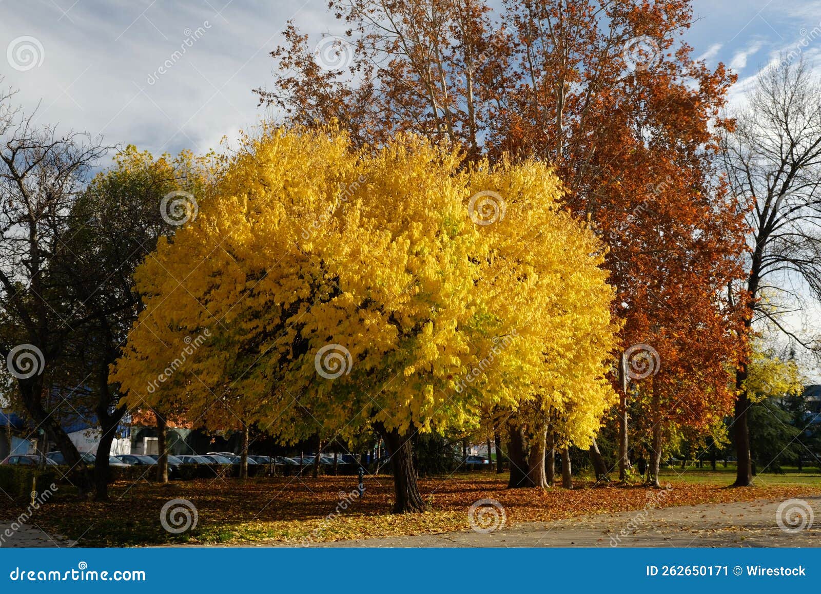 Beautiful View of Botanical Trees by the Pathway Under the Sunlight on ...