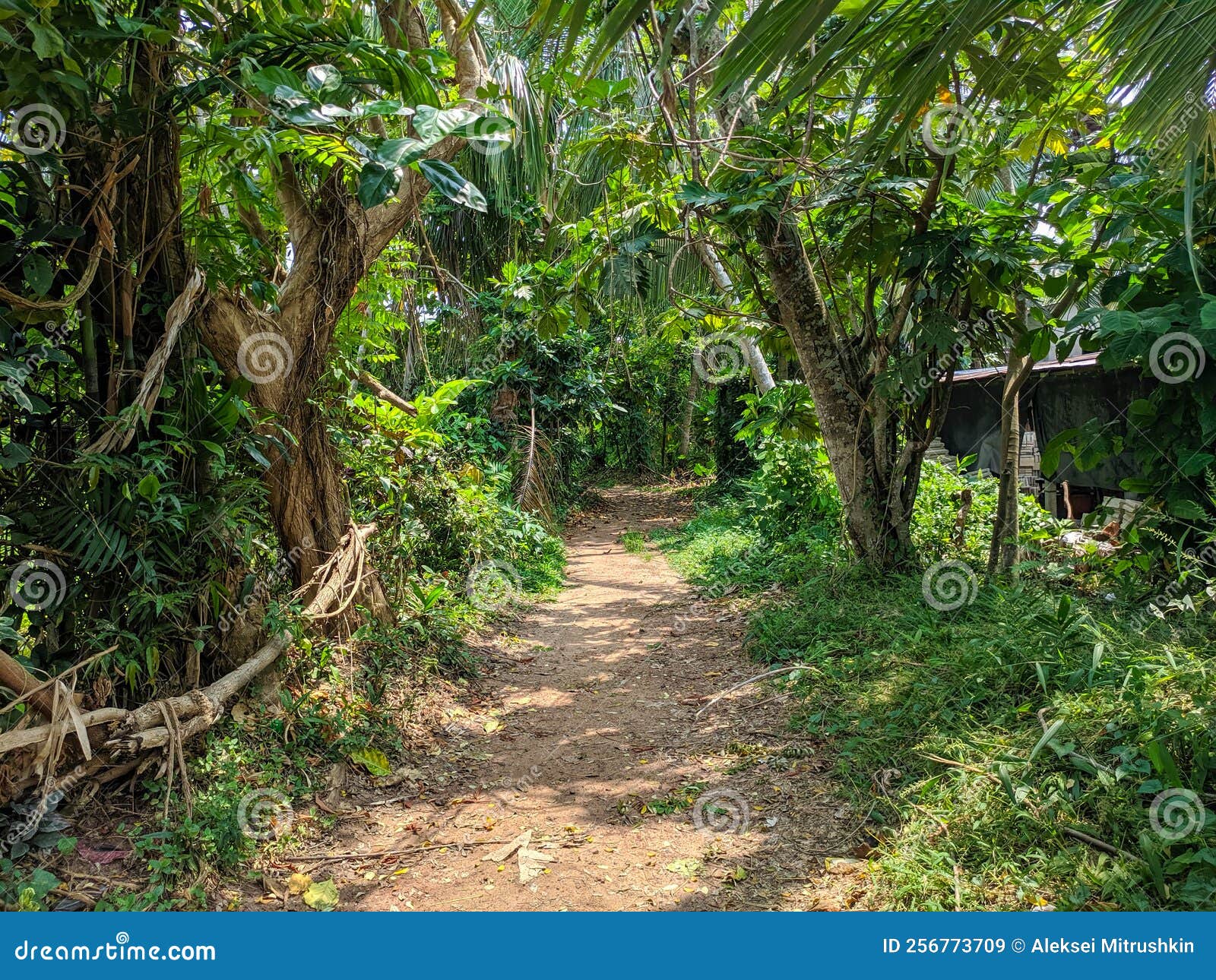 Beautiful View of Bright Green Jungle and the Path Going into the ...