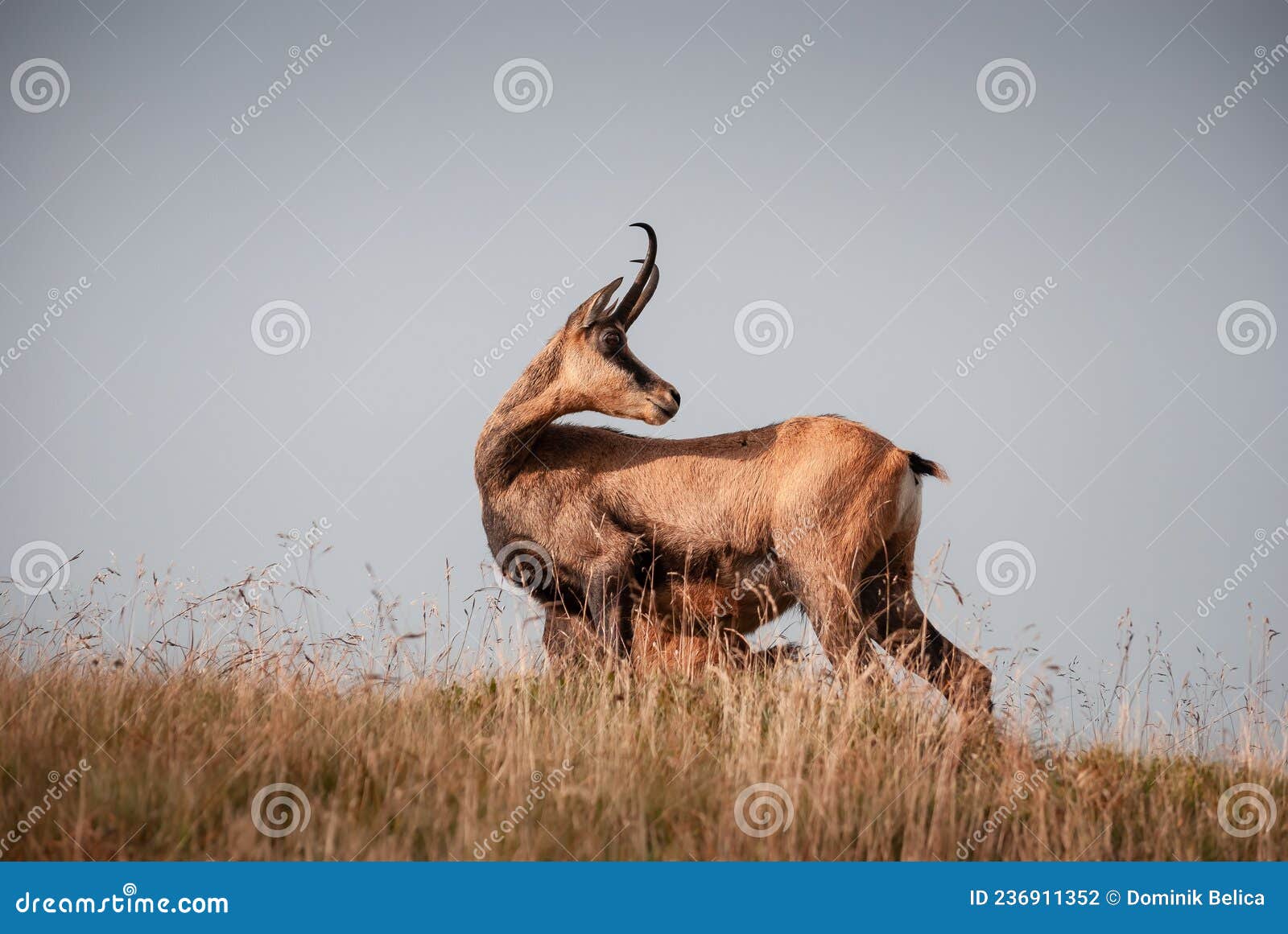 Beautiful View of a Chamois Standing on a Mountain Range Stock Photo ...