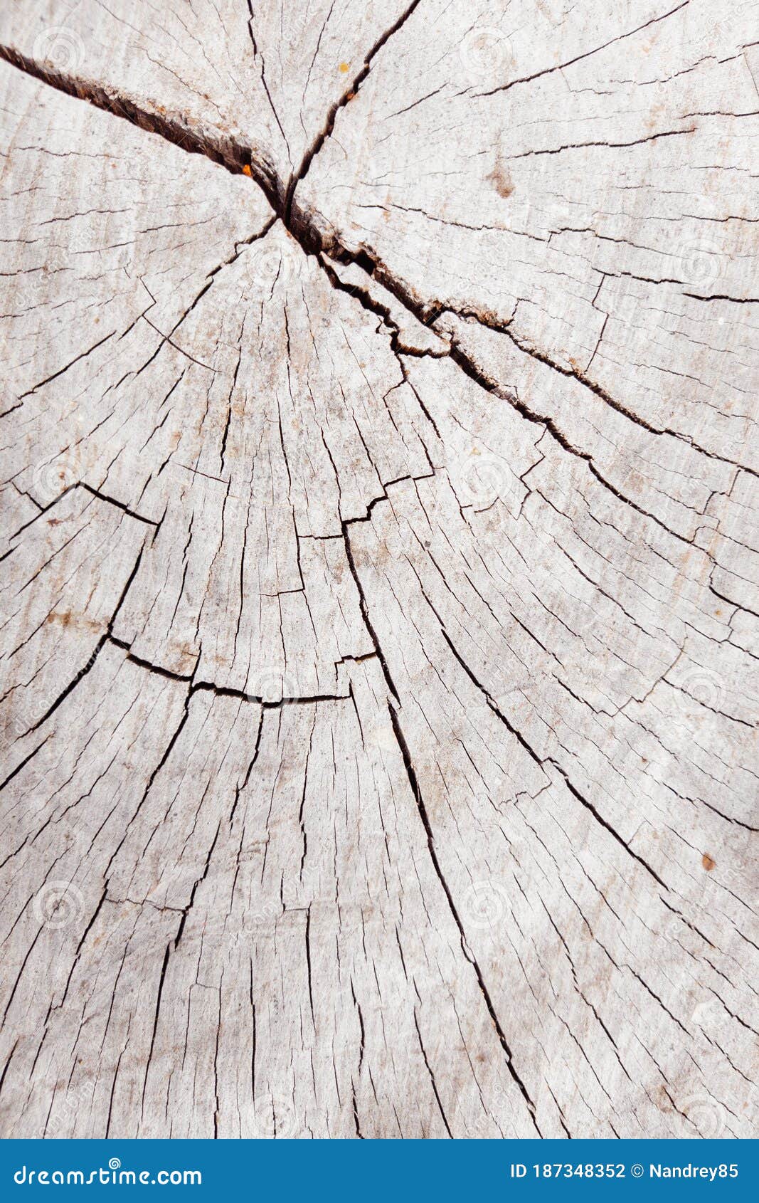 Beautiful View of Closeup Tree Bark White Texture Stock Photo - Image ...