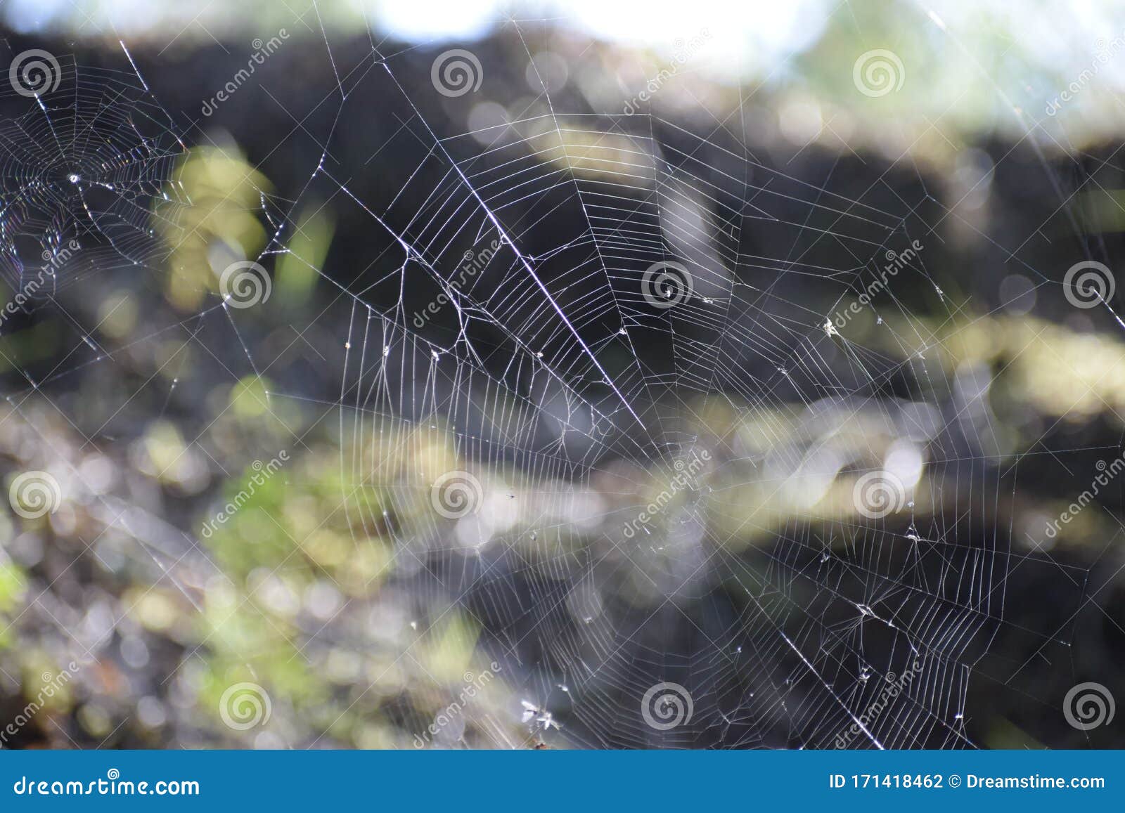 The Beautiful View of Cobweb in the Summer Day Sunlight. Stock Photo ...