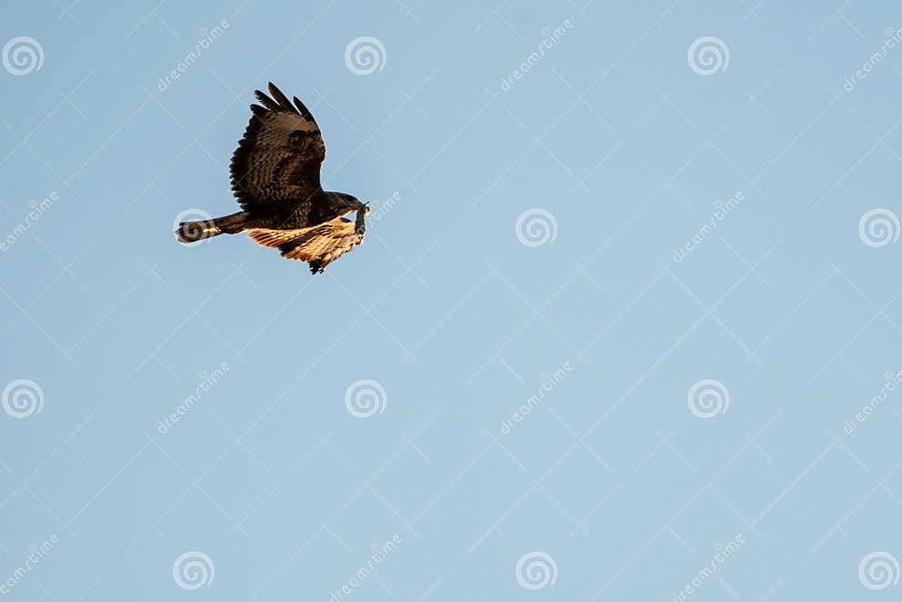 Beautiful View of a Common Buzzard Flying in the Blue Sky with Sunlight ...