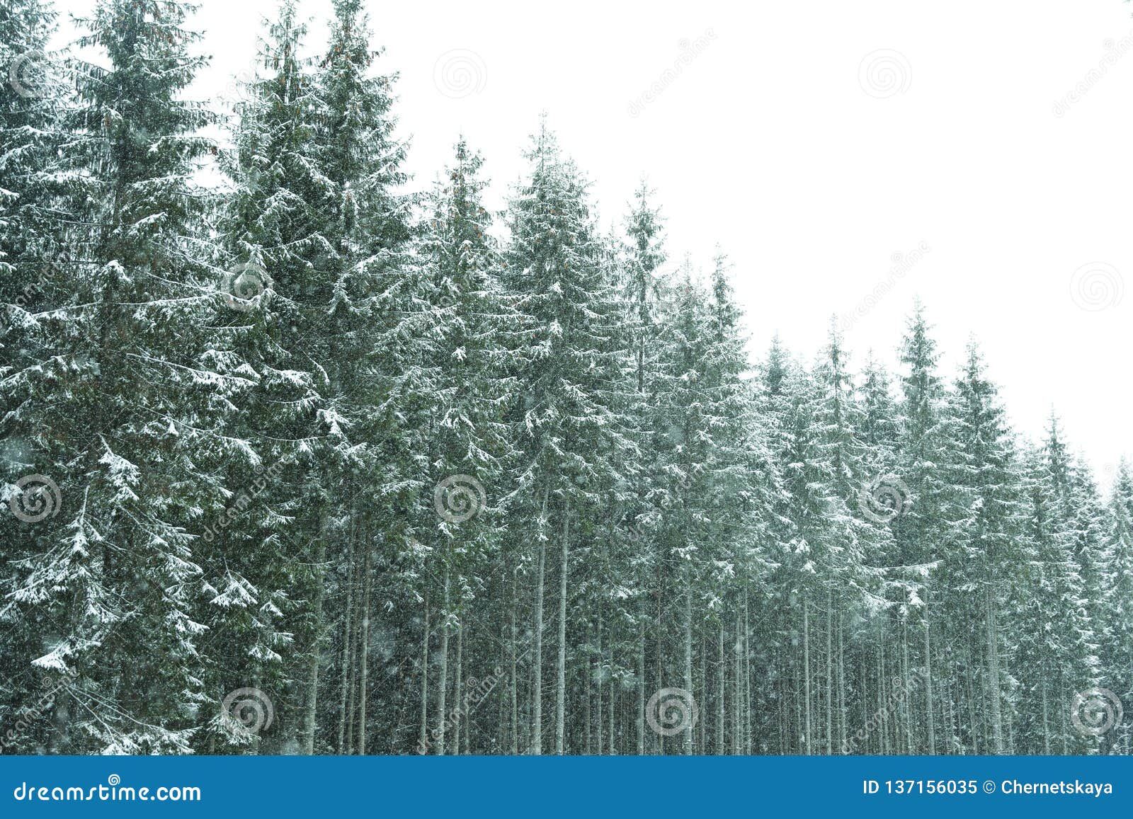 Beautiful View of Conifer Forest on Snowy Day Stock Image - Image of ...
