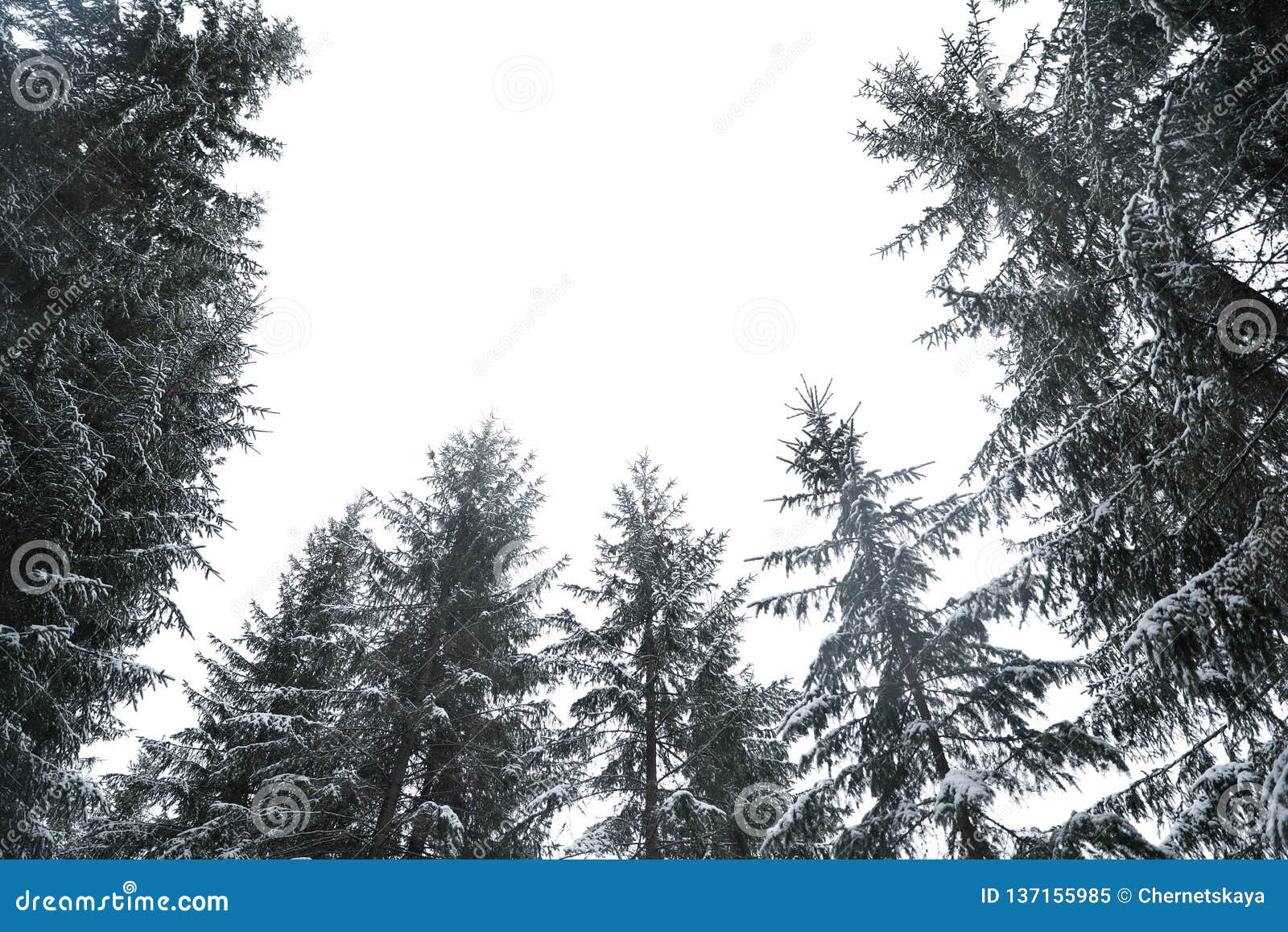Beautiful View of Conifer Forest on Snowy Winter Day Stock Image ...