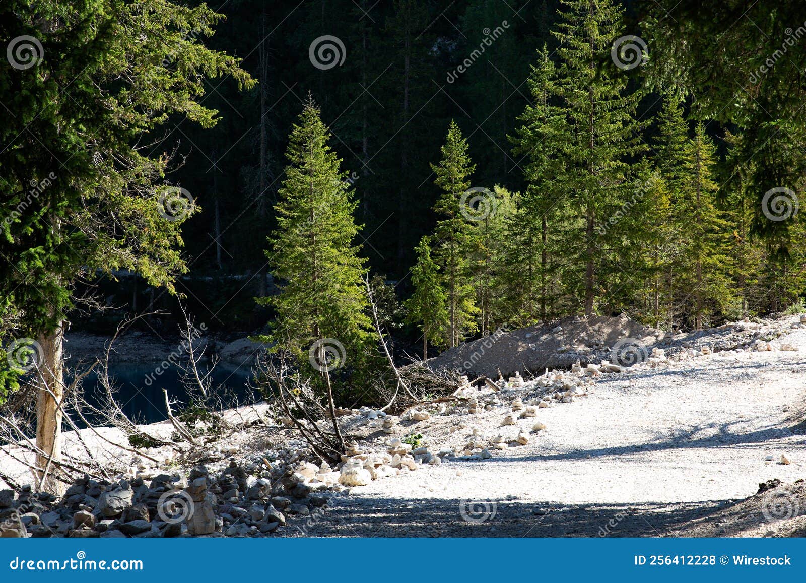 Beautiful View of Coniferous Trees in Sunlight Stock Photo - Image of ...