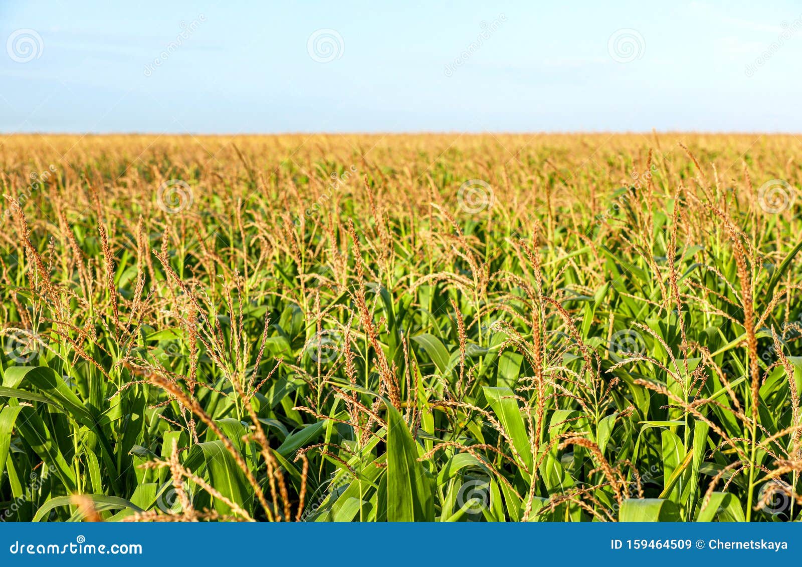 Beautiful View of Corn Field Stock Image - Image of cultivate ...