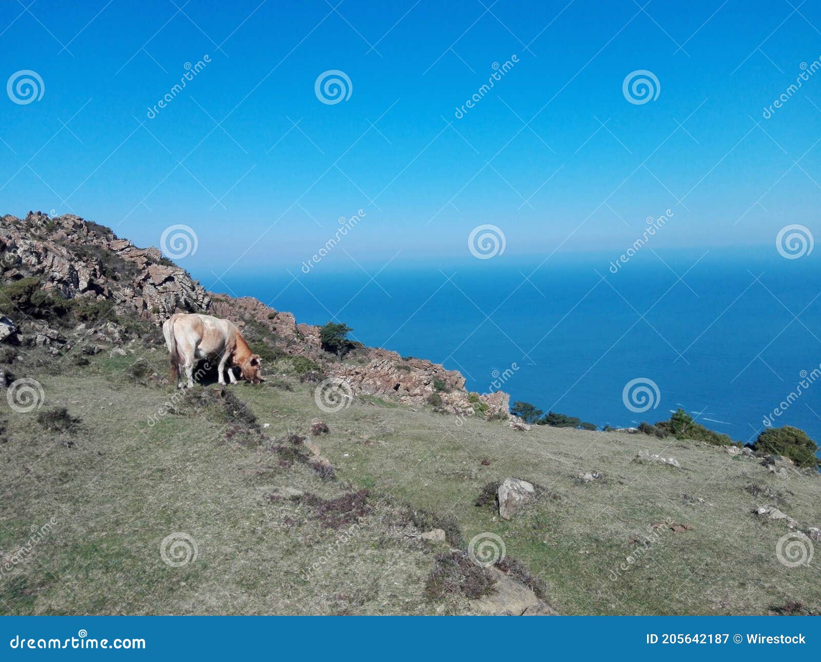 Beautiful View with a Cow Grazing on a Cliff Stock Image - Image of ...