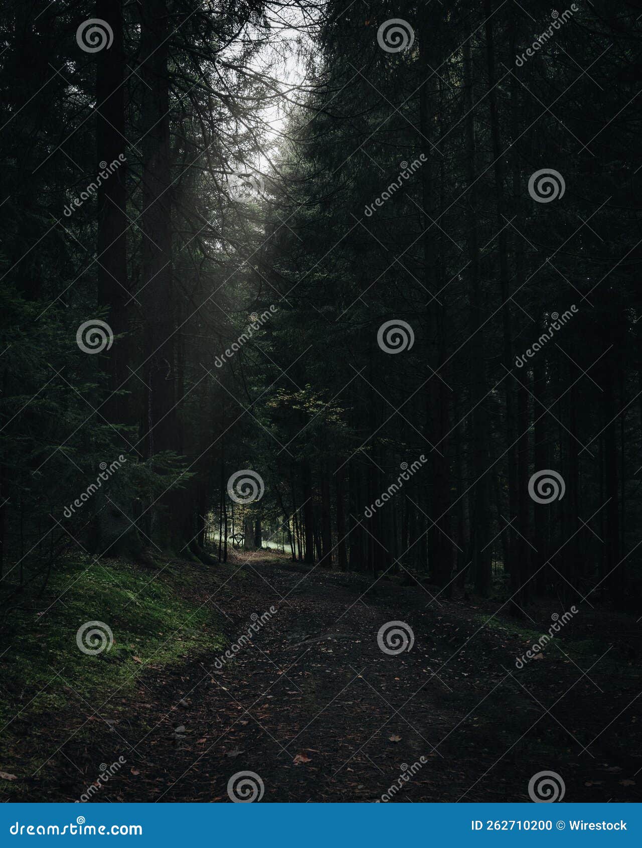 Beautiful View of a Dark Forest Pathway Stock Photo - Image of dark ...