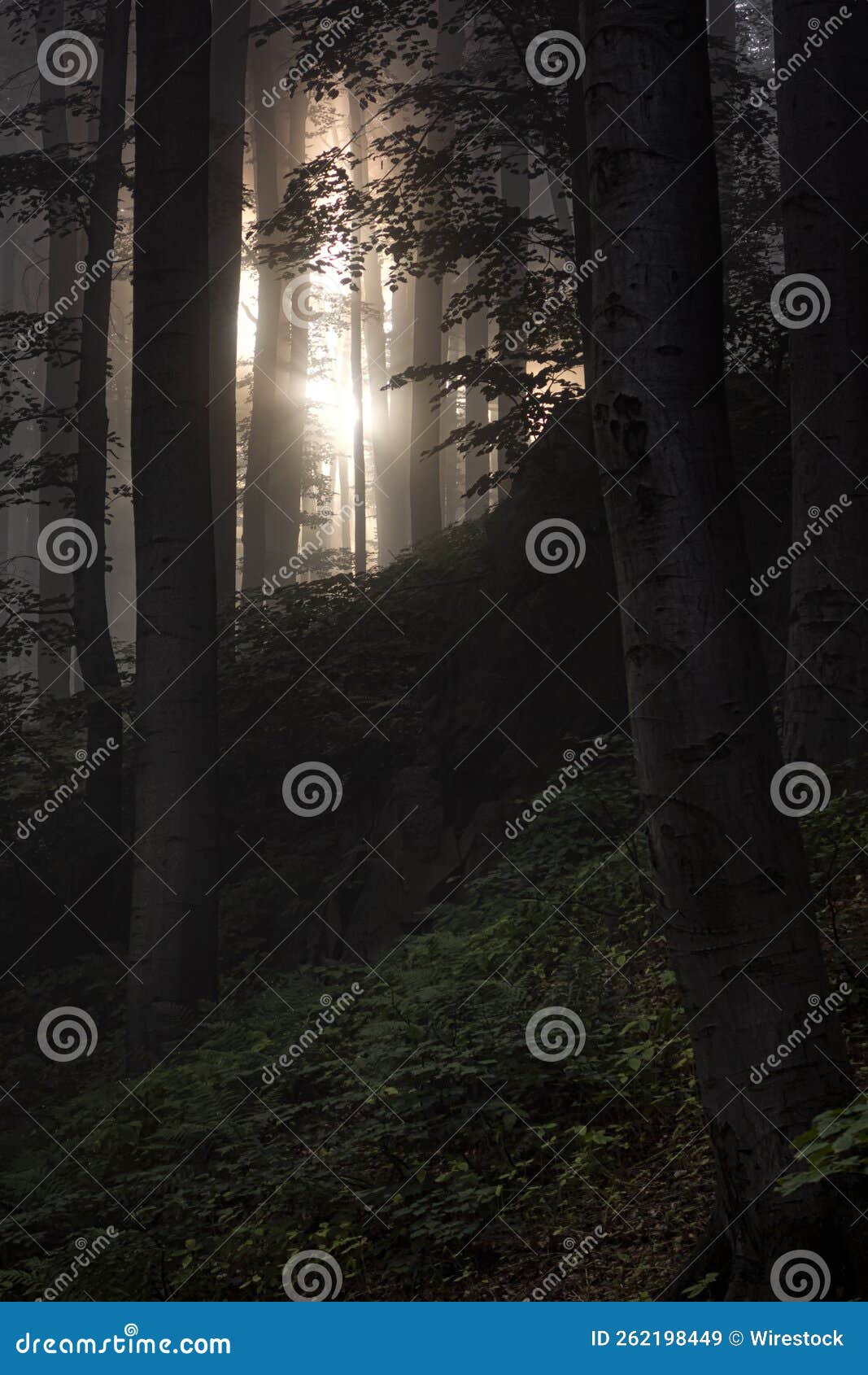 Beautiful View of a Dark Spooky Forest with Sunlight Silhouetting the ...