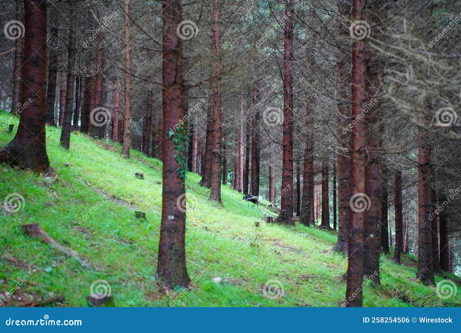 Beautiful View of Dense Forest on the Hillside Stock Photo - Image of ...