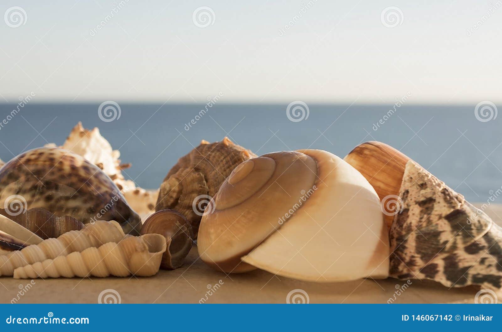Beautiful View Different Sized Multicolored Seashells on a Background ...