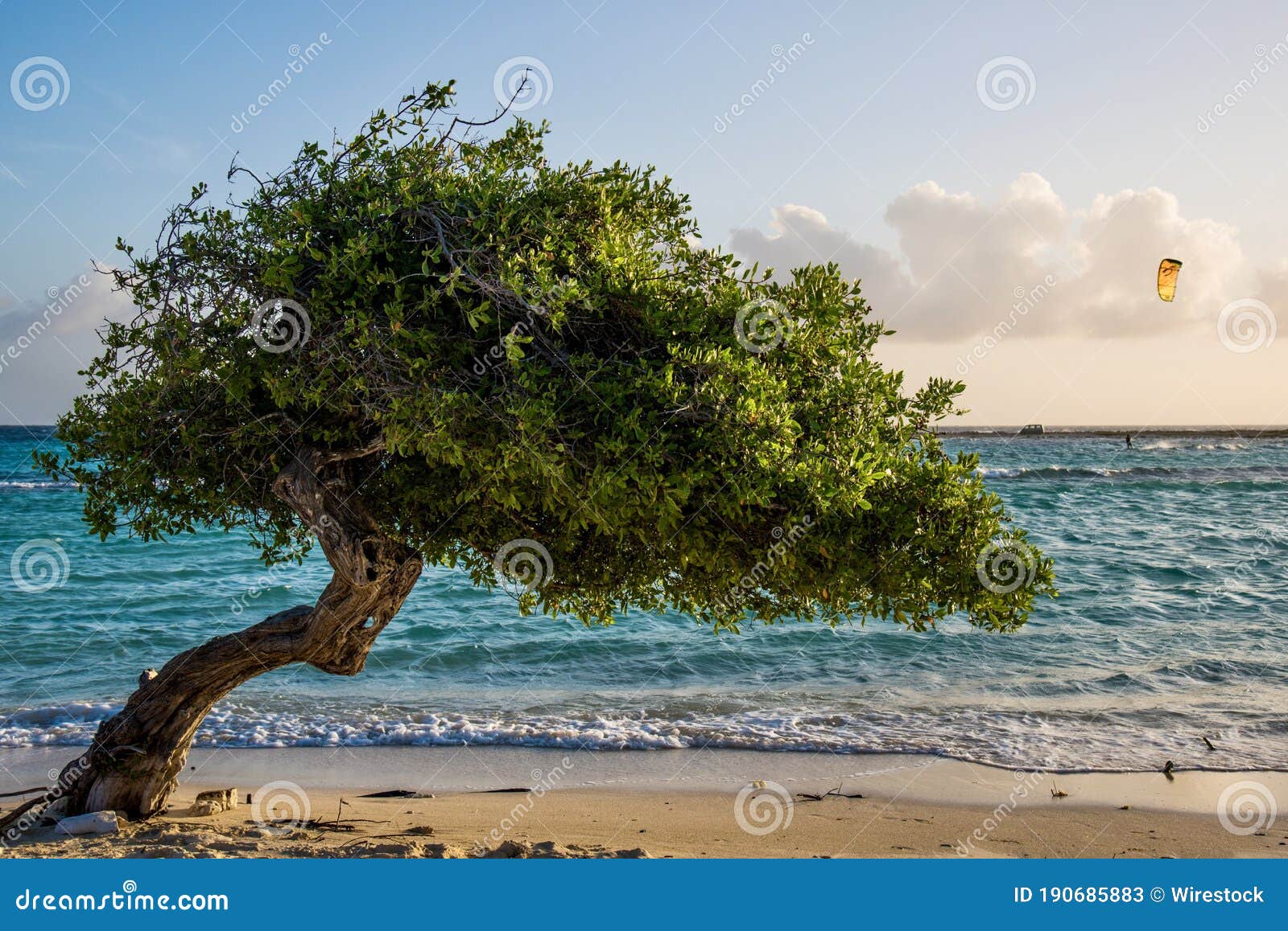 Beautiful View of a Divi Divi Tree in the Coastline of Tropical Aruba ...